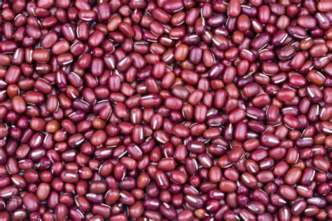 Aduki Bean Bilder Durchsuchen 25 188 Archivfotos Vektorgrafiken Und Videos Adobe Stock