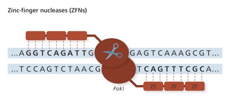 Don T Fear The CRISPR BioScope