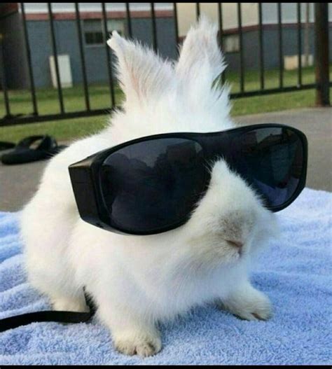 Создать мем милые животные крутой кролик очки кролик Картинки Meme