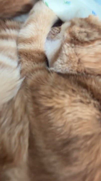 내가 얼굴 파묻고 싶을 때 보려고 찍은 영상 Youtube