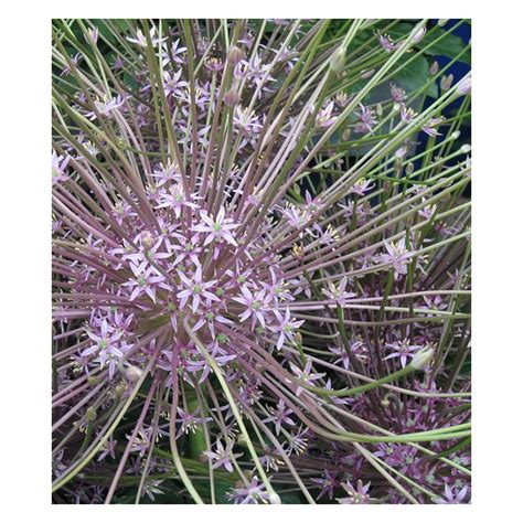 Allium Schubertii Bulb Peter Nyssen Buy Flower Bulbs And Plants Online