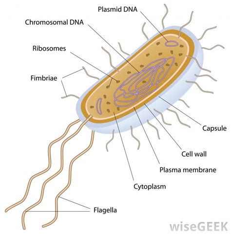 Unicellular Organisms Examples Bacteria