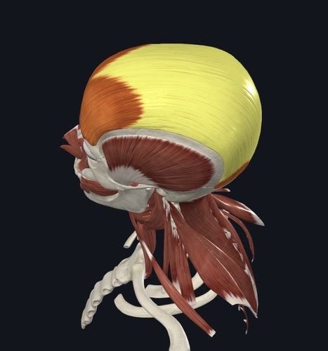 Muscles Of Head And Neck Flashcards Quizlet
