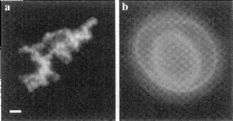 Figure 3 From The Structure Of Divalent Cation Induced Aggregates Of Pip2 And Their Alteration