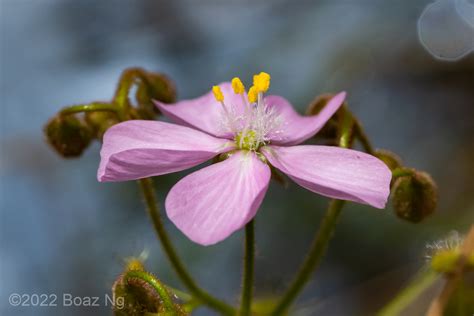 Drosera Indumenta Species Profile Fierce Flora
