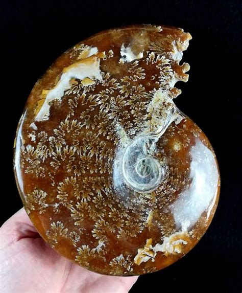 Ammonites Impressionnantes Ligne De Suture Catawiki