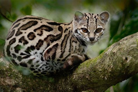 Wild Cat From Costa Rica Margay Leopardis Wiedii Beautiful Cat Sitting On The Branch In The