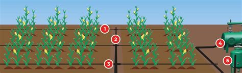 Drip Irrigation For Corn Irritec Corporate