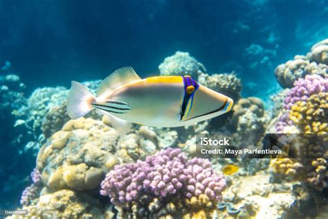이집트 홍해의 다채로운 산호초에 있는 아라비아 피카소피쉬 푸른 바다 석호 물에서 특이한 열대 밝은 물고기 0명에 대한 스톡 사진 및 기타 이미지 Istock