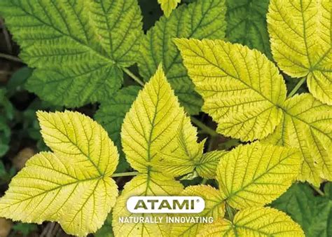 Calcium Deficiency In Plants Symptoms Causes And Solutions