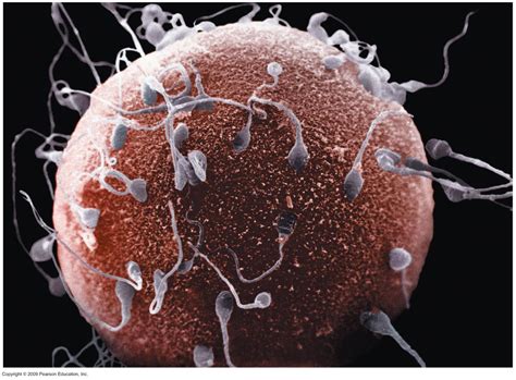 Sperm Ovum Interactions Ovum Sperm Interactions Sperm Penetration