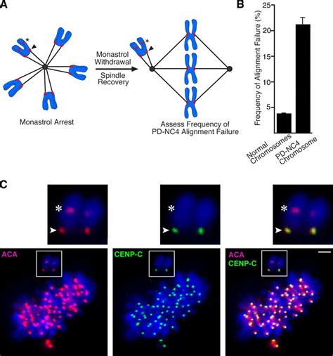 Aurora Bdependent Error Correction Is Crippled On The Neodicentric Download Scientific Diagram
