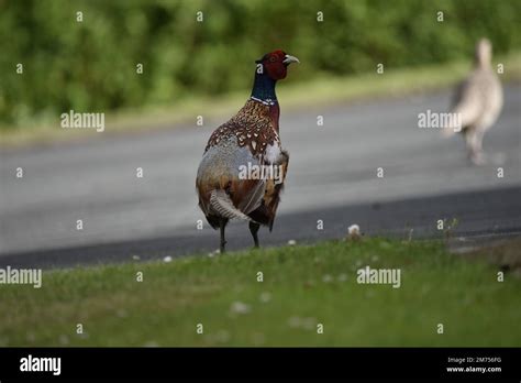 Back View Of Male Common Pheasant Phasianus Colchicus Walking Away