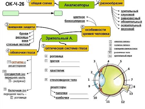 Зрительный анализатор его строение и функции орган зрения презентация онлайн