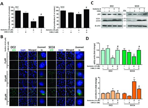 The Rescue Effects Of The Autophagy Inhibitor 3 Ma On Stellettin