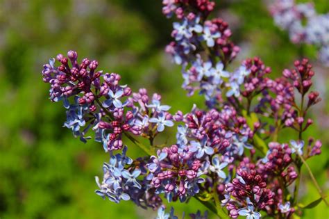 300 000 Free Tree Without Leaves Tree Images Pixabay