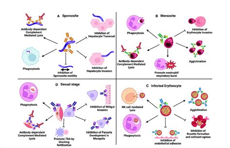 Multiple Antibody Effector Functions Involved In Immunity To Malaria