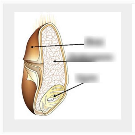 Anatomy Of Wheat Kernal Diagram Quizlet