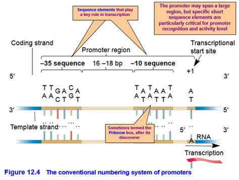 Prokaryotic Transcription RNA Synthesis Flashcards Quizlet
