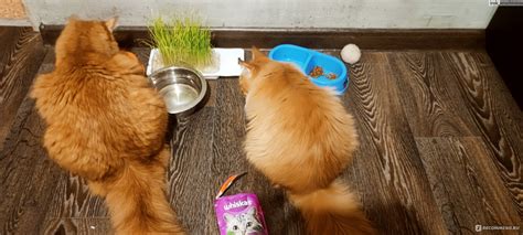 Корм для кошек Whiskas Курица и и индейка паштет «whiskas паштет полнорационный корм отзывы