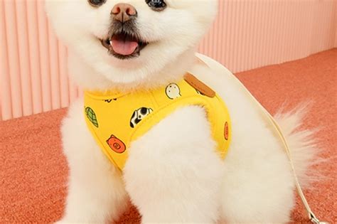 강아지 외출 미피와 친구들 하네스 2colors 오늘의집 쇼핑