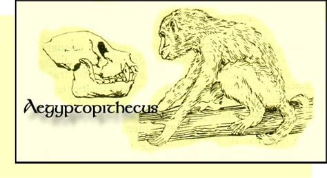 Primates Origen Y Evolución