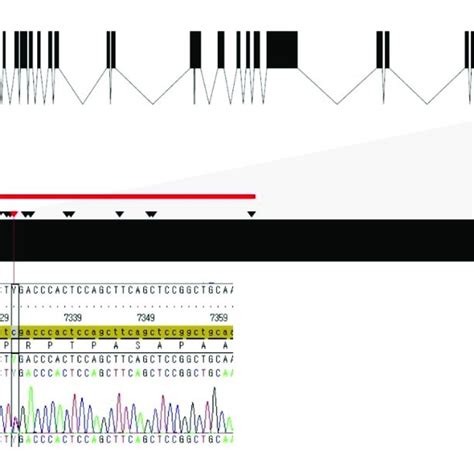 A Schematic Structure Of The Srcap Gene And The Locations Of Mutations