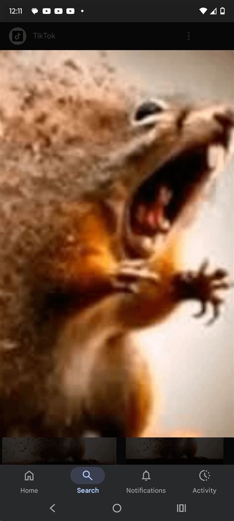 Panic Squirrel Memes
