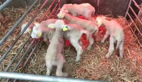 Would Ewe Believe It Second Set Of Sextuplets Born To Galway Sheep Extraie