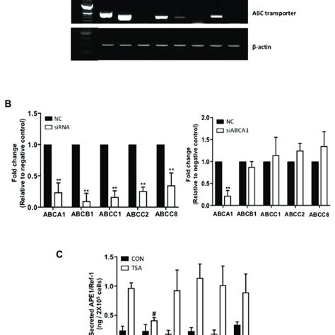 Atp Binding Cassette Transporter A1 Abca1 Was Involved In The