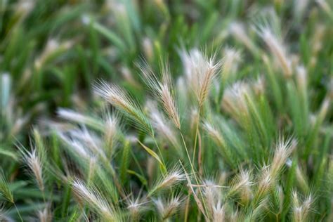 Guide To Foxtail Identification And Control Gecko Green Lawn Care And Pest Control