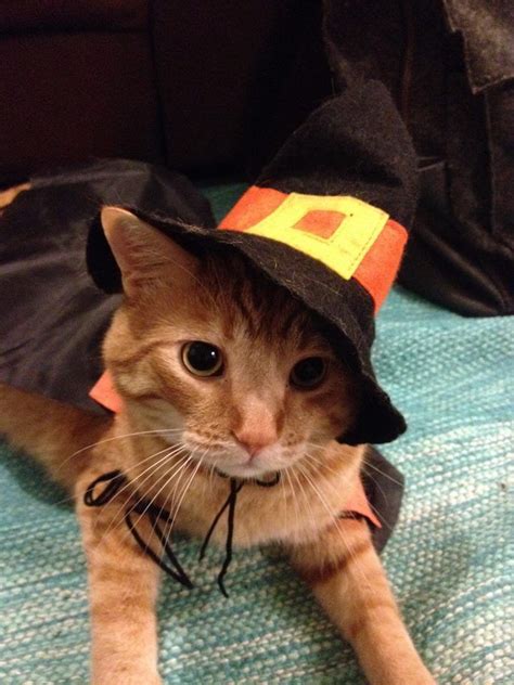 Cute Cats And Kittens Funny Hilarious Funny Cats Orange Orange Tabby
