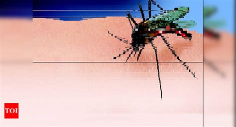 Spurt In Dengue Cases In Madkai And Valpoi Goa News Times Of India