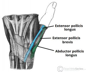 The Anatomical Snuffbox Borders Contents Teachmeanatomy