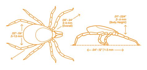 Deer Tick Ixodes Ricinus Dimensions And Drawings