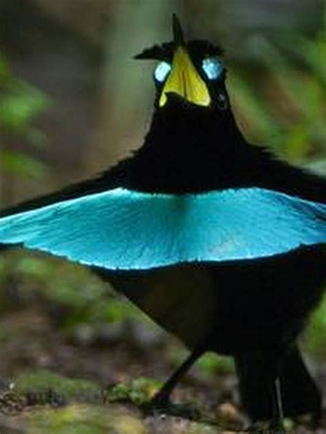 Exotic Blue And Black Bird