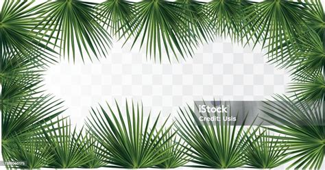 녹색 야자수 잎 투명 한 배경에 고립 된 열대 야자수 잎 텍스트에 대한 복사 공간이있는 3d 사실적인 나뭇잎 여름 잎입니다