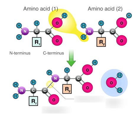 Amino Acid Diagram Quizlet