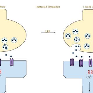 Illustration Of Synaptic Plasticity And Long Term Potentiation After Download Scientific