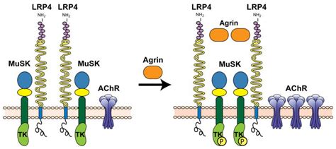 Lipoprotein Receptors An Evolutionarily Ancient Multifunctional