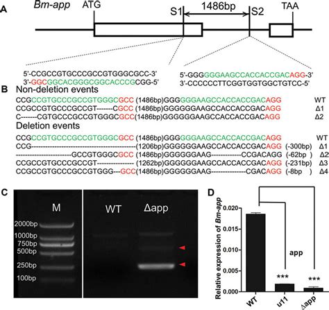 Schematic Diagram Of Single Guide Rna Sgrna Targeting Sites A Download Scientific Diagram