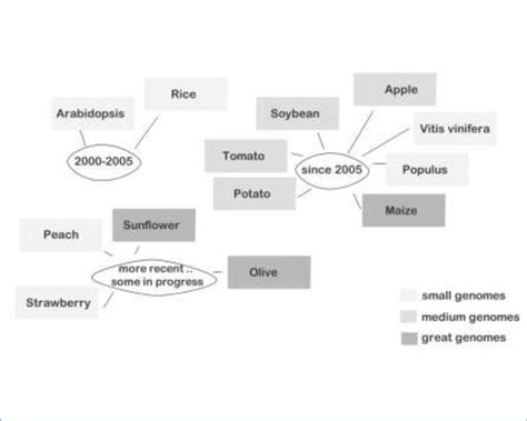 The Temporal Order Of Some Cultivated Plants Genomes Sequencing