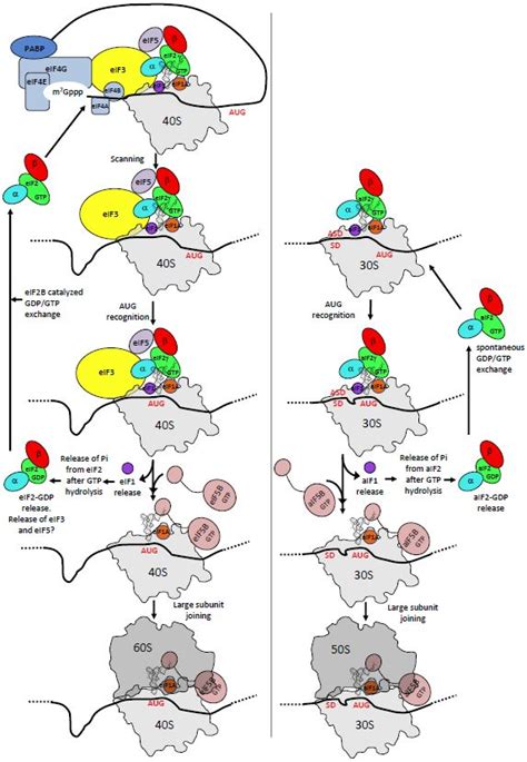 Start Codon Recognition In Eukaryotic And Archaeal Translation