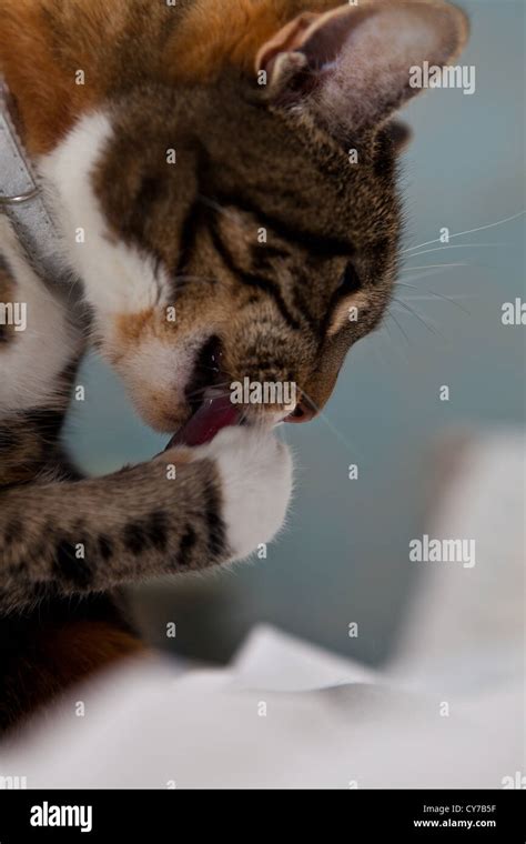 Tabby Cat Cleaning Herself Stock Photo Alamy