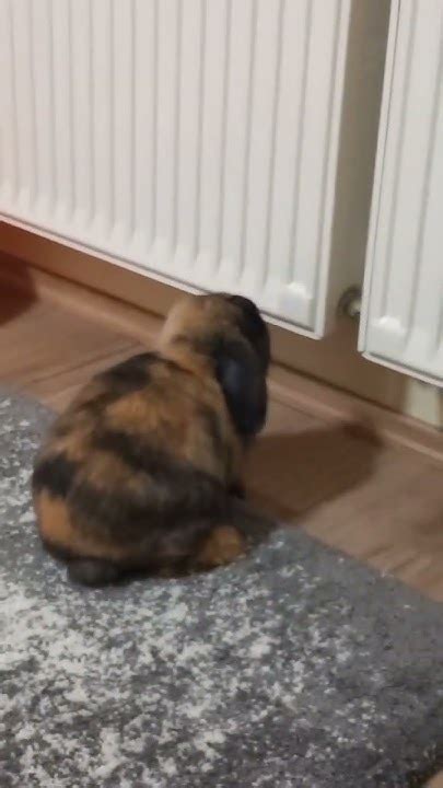 Rabbit Sex😅🤣ballon 🎈 Youtube