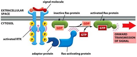 Lecture 25 G Proteins Structural Features Of Ras And Gtp Switches