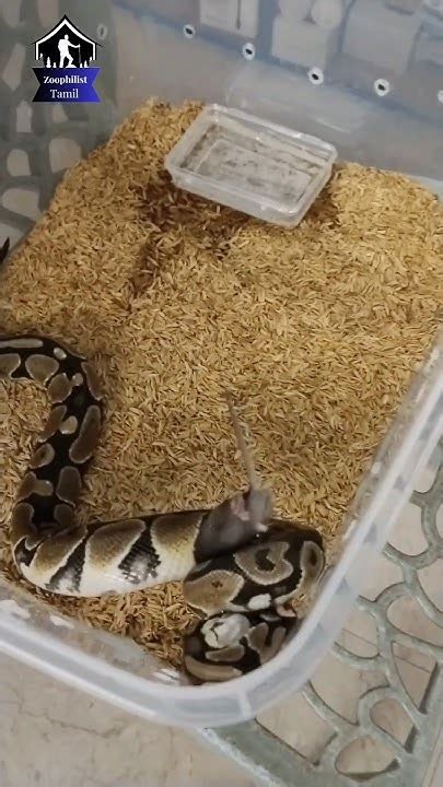 Wait For The End 🥵 Shorts Youtubeshorts Python Feed Viral Video