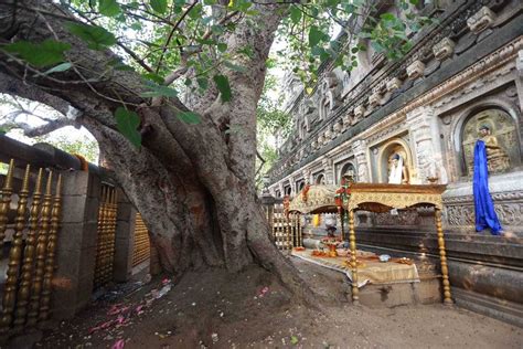 เปิดตำนาน “พระศรีมหาโพธิ์” ต้นไม้ศักดิ์สิทธิ์แดนพุทธคยา พลังจิต