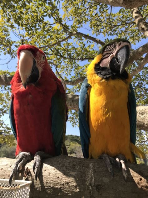 コンゴウインコはどんな鳥？大きな体で美しい鳥の魅力を徹底解説