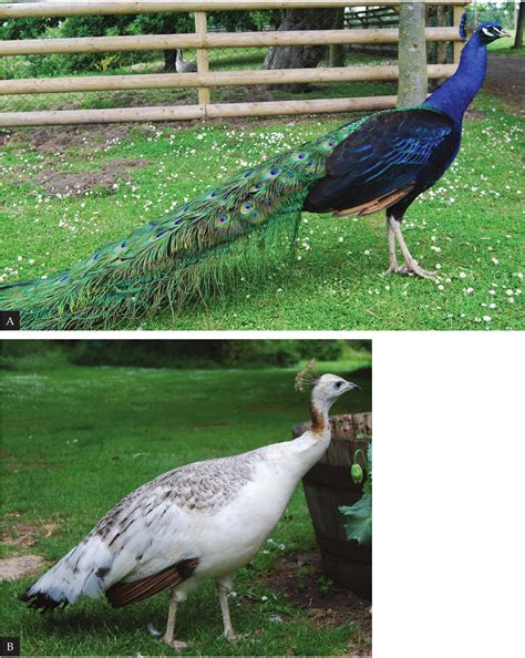 Black Shoulder Peacock Price At Patrick Oala Rarua Blog